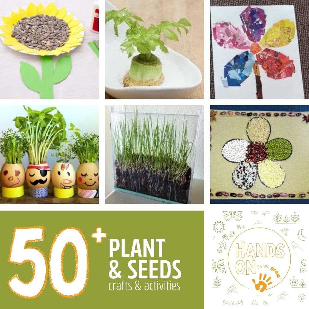 50+ Prized Plant Activities with Simple Seed Crafts & Science Activities